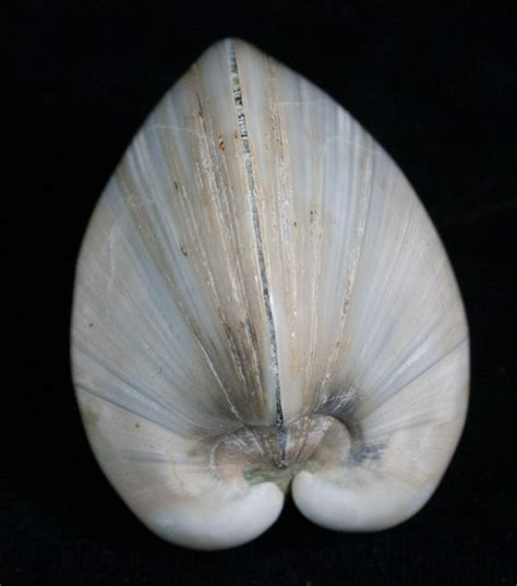 Polished Fossil Clam Large Size For Sale 5204