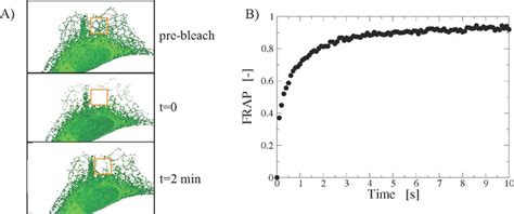 Example Of A Frap Experiment With Ssgfp Kdel Pure Gfp With An Er Download Scientific Diagram
