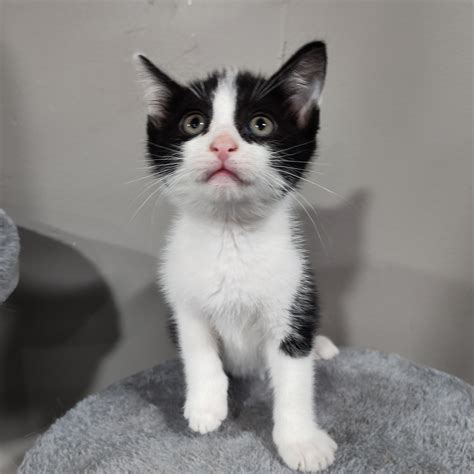 Adopt Menchi Today Find Paw Pal