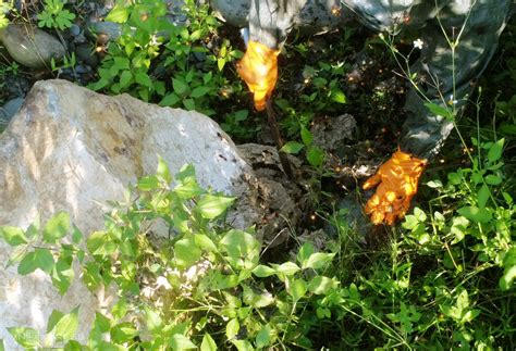 Wasp Hunting Vietnam News Latest Updates And World Insights