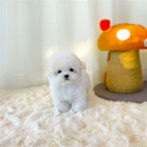 천안강아지분양 비숑 프리제 보리 파라다이스펫 대전강아지분양 천안강아지분양