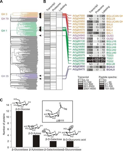 Identified Glycosidases Are Diverse In Phylogeny And Have Related Download Scientific Diagram