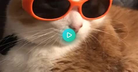 My Cat Cooler Then Your Cat Album On Imgur