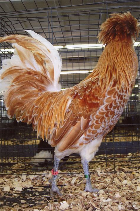 Buff Laced Polish Chicken Chicks For Sale Cackle Hatchery