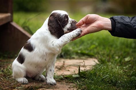 Decoding Pet Behavior Understanding Body Language The Patient Pet