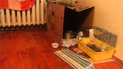 Кролик - YouTube