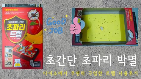 초간단 초파리 박멸 다이소 초파리트랩 사용후기 Youtube