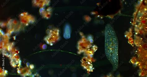 Microscopic Microorganism Paramecium Caudatum In A Drop Of Water Microcosmic Background 3