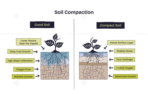 Soil Compaction Is Shown By Comparing Good Soil With Deep Root Growth
