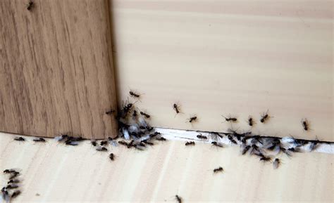 Fast Ant Extermination Montreal Seasonal Pest Removal
