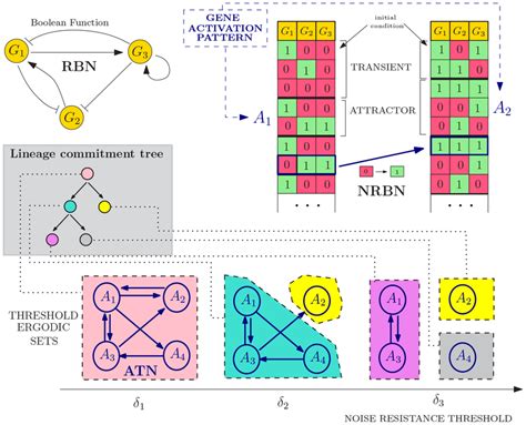 Noise Induced Stochastic Differentiation An Example Nrbn With Genes Download Scientific