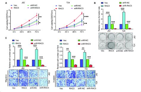Rac3 Promoted The Proliferation Migration And Invasion Of Bca Cells