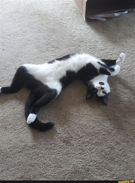 Contortionist Memes Best Collection Of Funny Contortionist Pictures On
