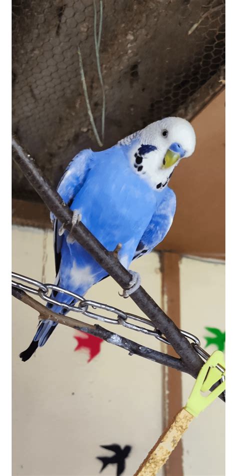 Is This Birb Big Enough For 2 Cages R Budgies