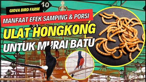 MANFAAT EFEK SAMPING PORSI ULAT HONGKONG UNTUK MURAI BATU YouTube