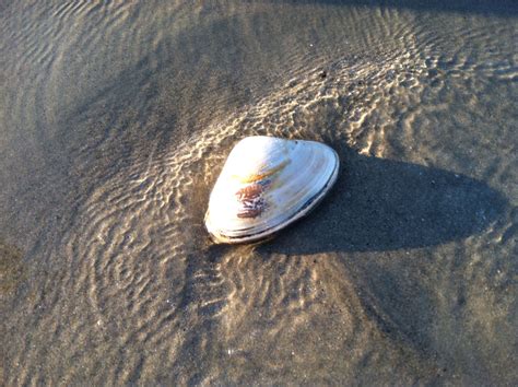 Quahog Shell On Good Harbor Beach In Gloucester Ma Photo By C De