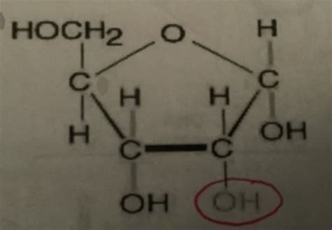 Nucleotide Structure Quiz Flashcards Quizlet