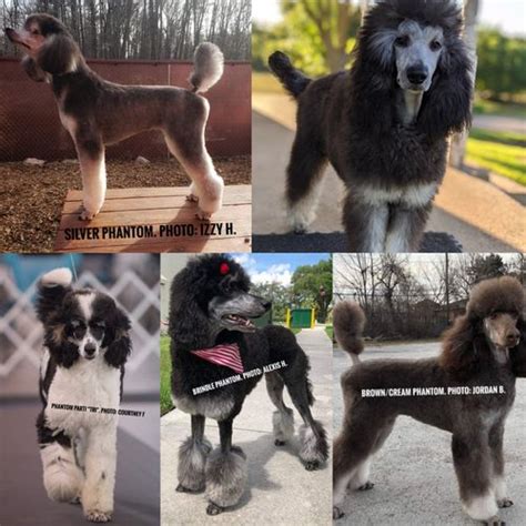 Alue Standard Poodles Multi Colors