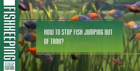 How To Stop Fish Jumping Out Of Tank Setup Fish Tank