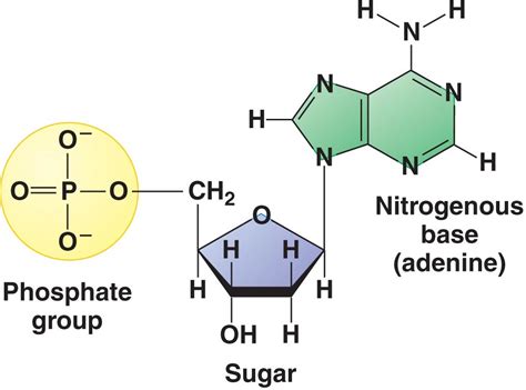 Dna Molecule Diagram
