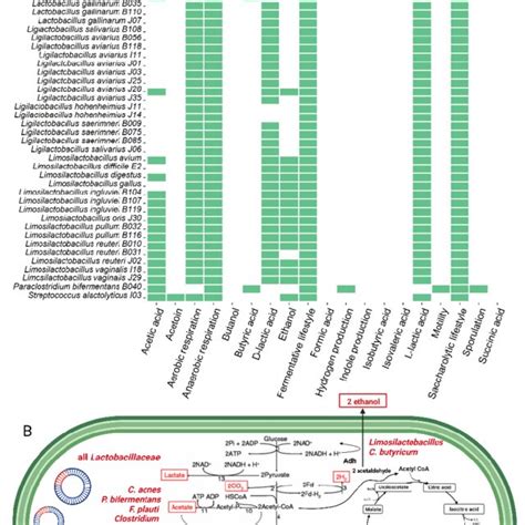 Fermentation Pathways Mediated By All Strains From The Bacterial