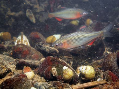 sub ヤリタナゴ 江津湖の魚たち