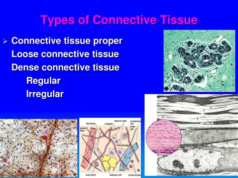 Ppt Connective Tissue Powerpoint Presentation Free Download Id2954006