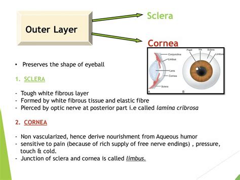 Eyelid Anatomy Ppt