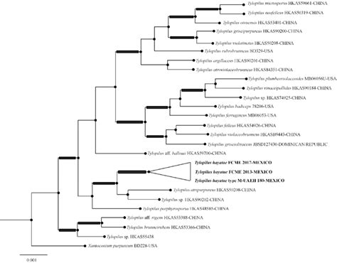 Phylogram Of Maximum Credibility Of The Clades Obtained With Bayesian