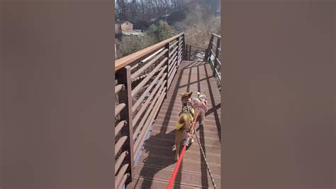 멋진 곳을 구경하며 계단아래로 잘 내려가는 귀염둥이들♡ Youtube