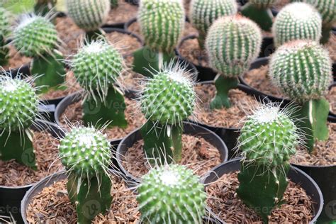 Cactus Plants In Mini Pots For Sale At A Botanical Exhibition In
