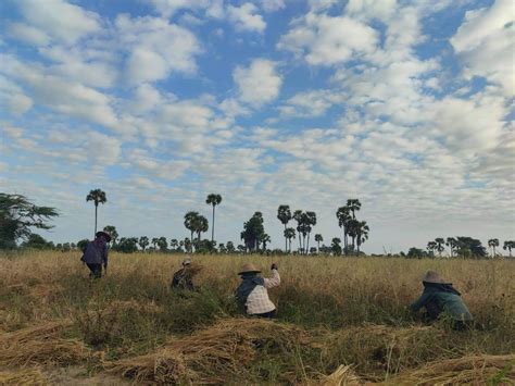 Rising Production Costs Deny Farmers Benefits Of High Rice Prices