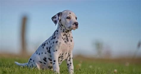 Por Que Cachorros Têm Medo De Fogos Entenda