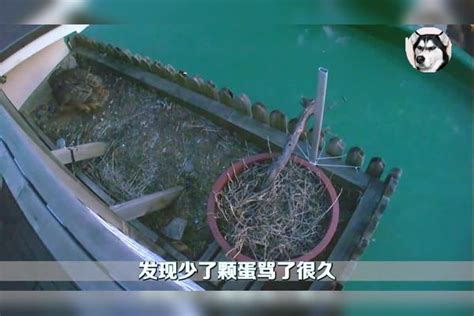 雕鸮妈妈找回失踪丈夫小雕鸮学飞翔结果掉了下去 飞翔 丈夫 结果