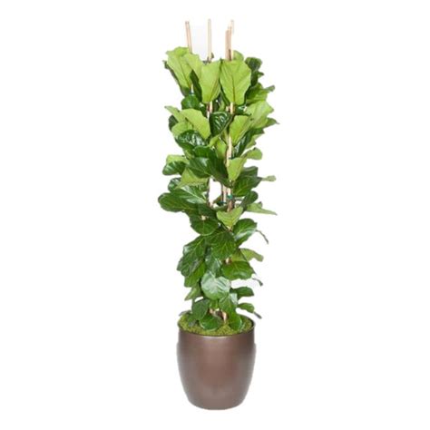Ficus Lyrata Column 17 Inch Westbrae Nursery