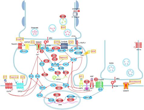 Signaling Pathways And Possible Treatments Associated With Asd