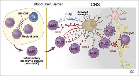 Commanding CNS Invasion GM CSF Immunity