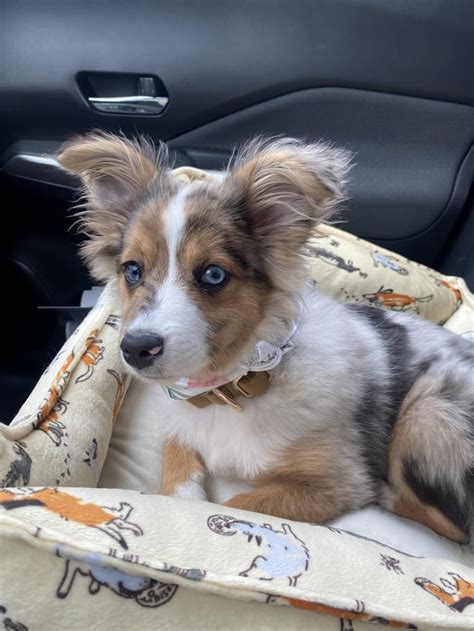 My 7 month old Stella 🥰 Only 10 pounds 🥺 : r/miniaussie
