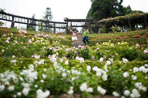 Berkeley Rose Garden Wedding
