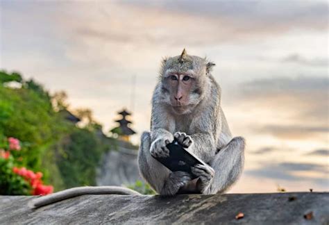 When You Give A Monkey A Passport A Z Animals