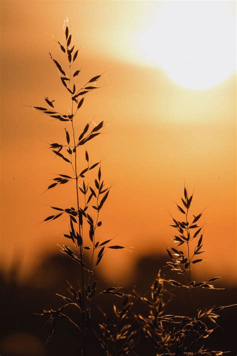 Autumn Grass On Meadow Close Up Copyright Free Photo By M Vorel