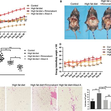 Alisol A Attenuates High‐fat‐diet‐induced Obesity A Body Weights Of