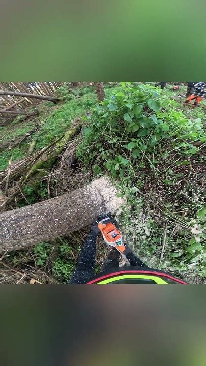 Windblown Tree Cut With Battery Chainsaw Youtube