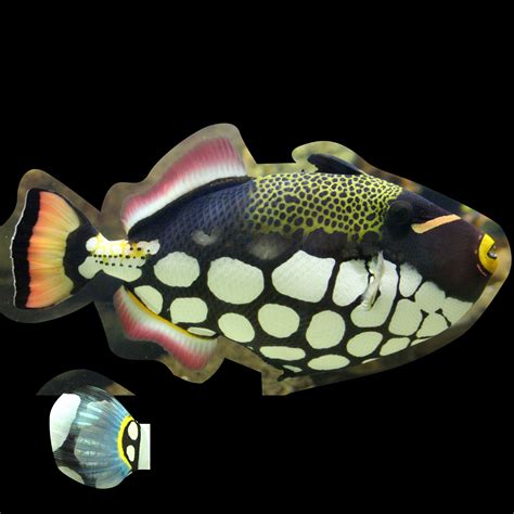 Payaso Trigger Fish Modelo 3d 15 Max Free3d