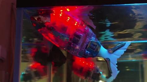 Robot Fish Swims In An Aquarium Stock Video Pond