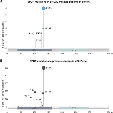 Co Occurring Brca2spop Mutations Predict Exceptional Poly Adp Ribose Polymerase Inhibitor