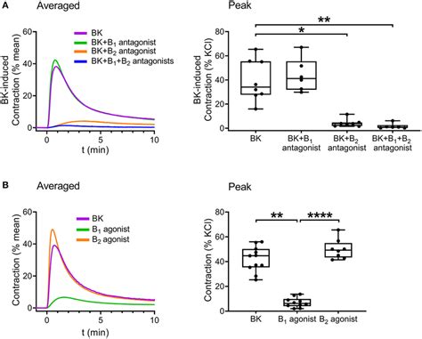 Role Of B2 Receptors In Mediating Bk Induced Detrusor Muscle Download Scientific Diagram