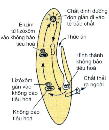 Quá trình tiêu hoá ở động vật chưa có cơ quan tiêu hoá chủ yếu diễn ra