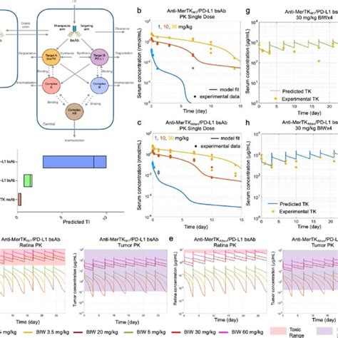 Two Compartment Bispecific Tmdd Pk Model For The Antimertkpd L1