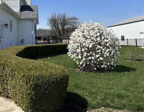 12 Small Trees With Non Invasive Roots For Front Yard Small Landscape